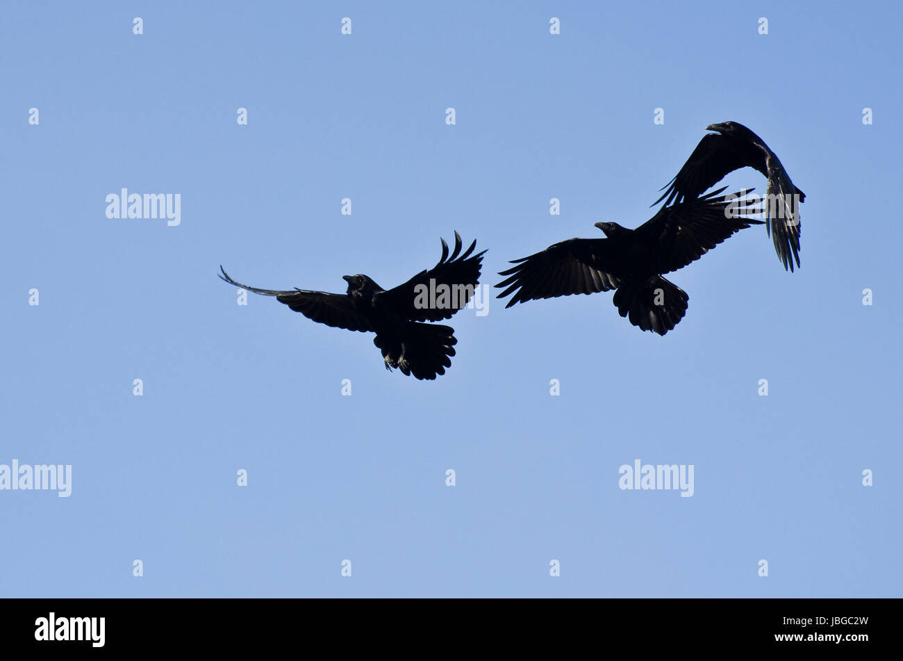 Three Black Ravens Flying in a Blue Sky Stock Photo - Alamy