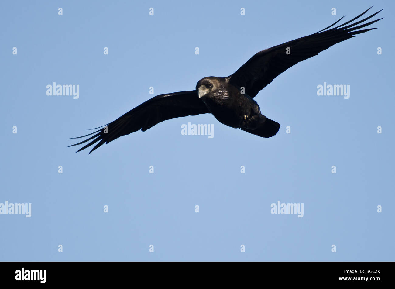 Common Raven Flying in a Blue Sky Stock Photo - Alamy