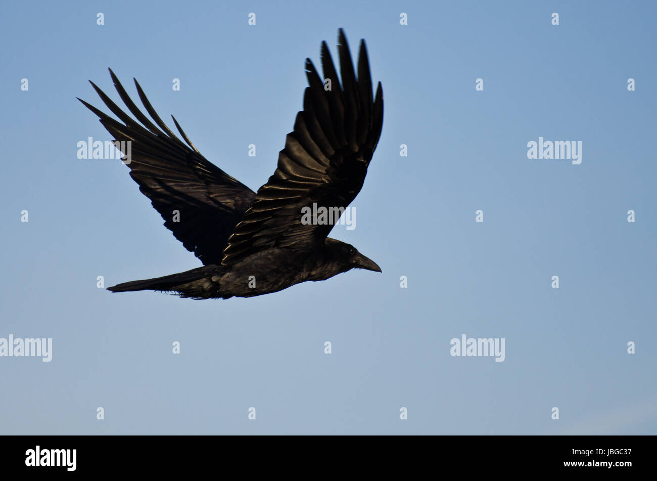 Common Raven Flying in a Blue Sky Stock Photo - Alamy