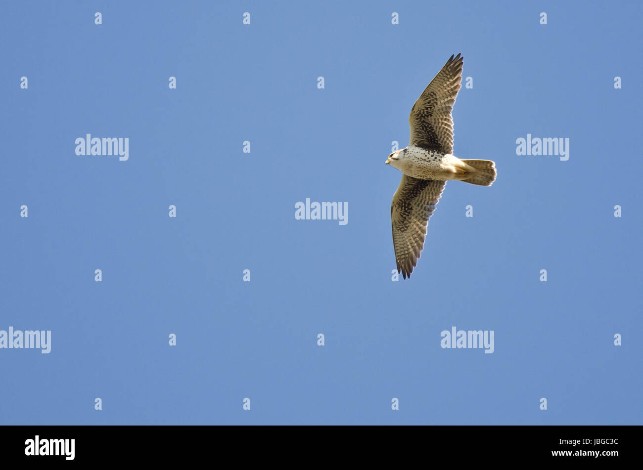 Prairie Falcon Flying on White Background Stock Photo - Alamy