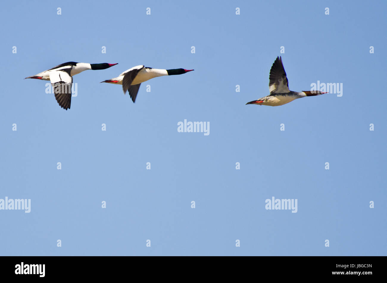 Three Common Mergansers Flying in Blue Sky Stock Photo - Alamy