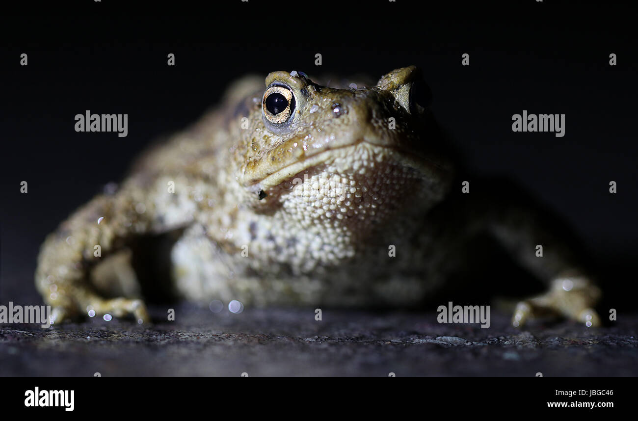 Common Toad close up Bufo bufo Stock Photo - Alamy