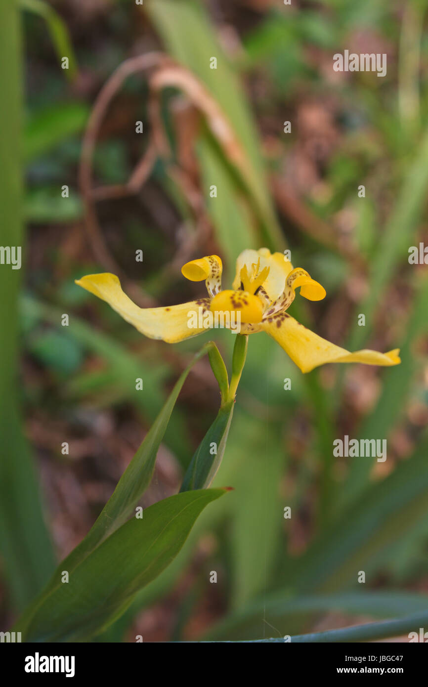 Apostle flower hi-res stock photography and images - Alamy