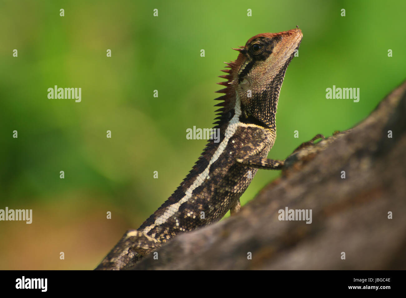 Greater spiny lizard, Acanthosaura armata, black faced lizard, masked ...