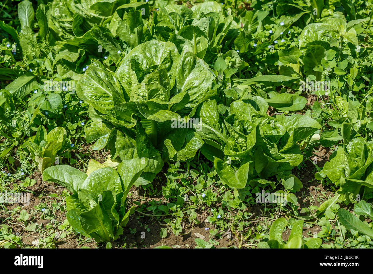 Green lettuce plants in growth at field (lettuce farm Stock Photo - Alamy
