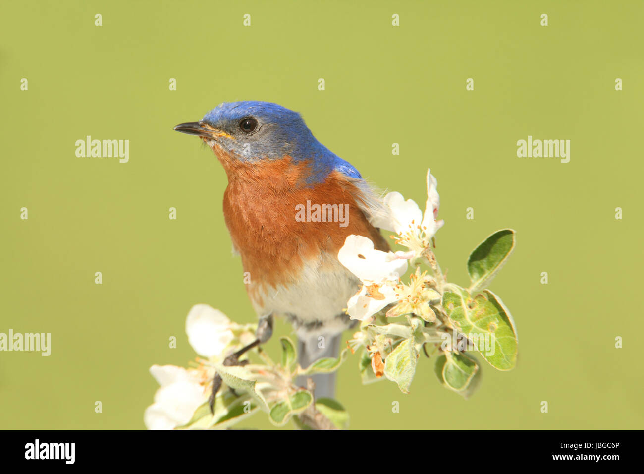 Male Eastern Bluebird (Sialia sialis) in an apple tree with flowers ...
