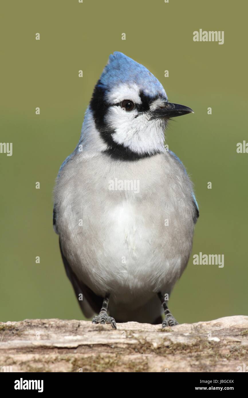 Blue Jay (corvid cyanocitta) with a colorful background Stock Photo - Alamy