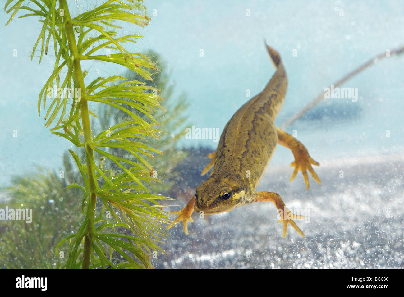 Life Cycle Newts Amphibia Amphibian Markings High Resolution Stock ...