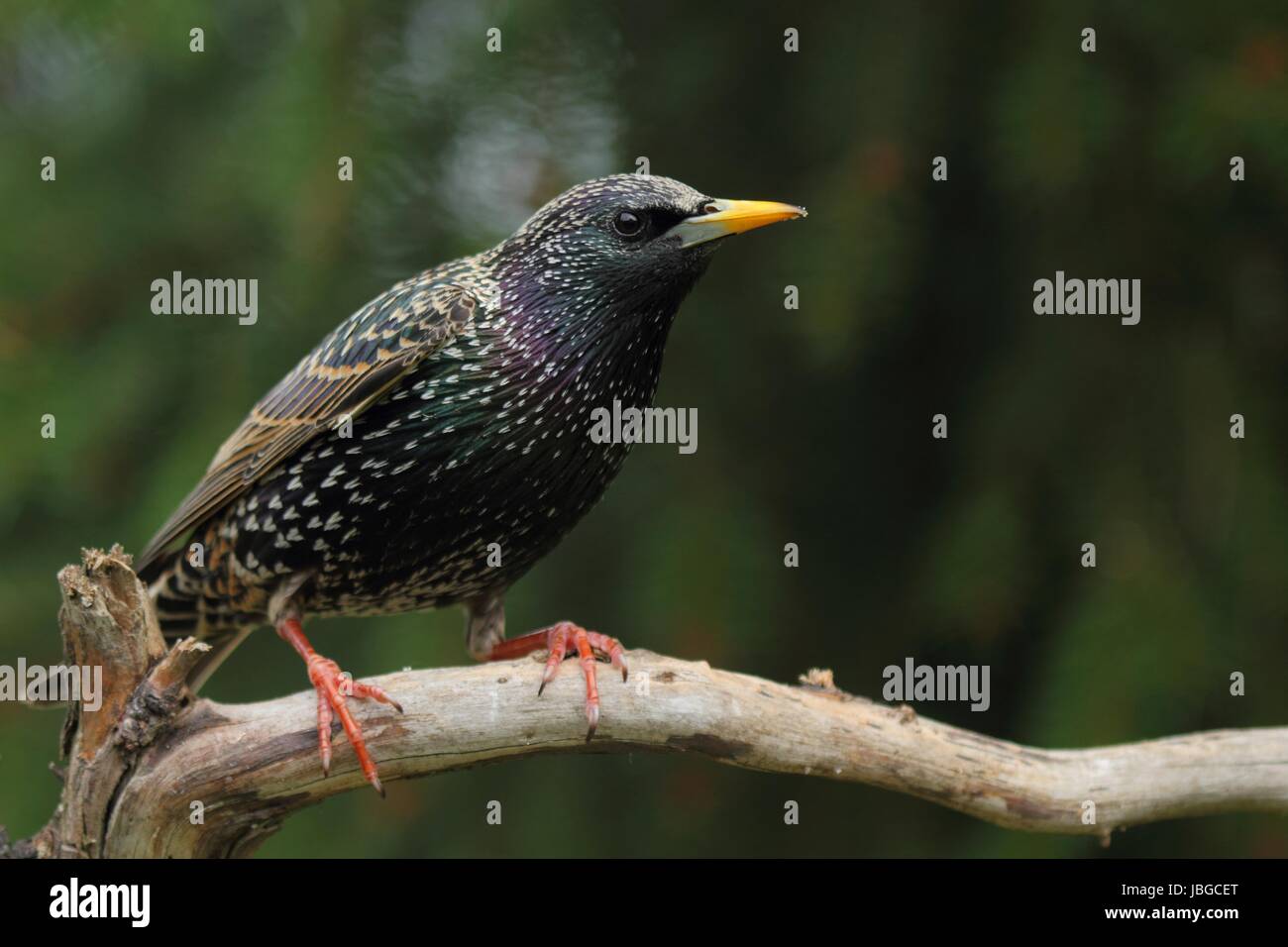 Starling brood hi-res stock photography and images - Alamy