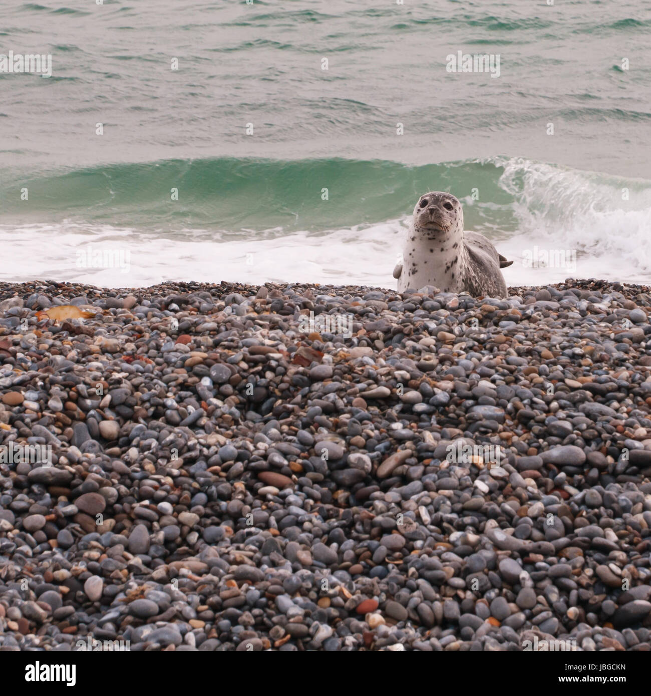 the beach seashore Stock Photo - Alamy