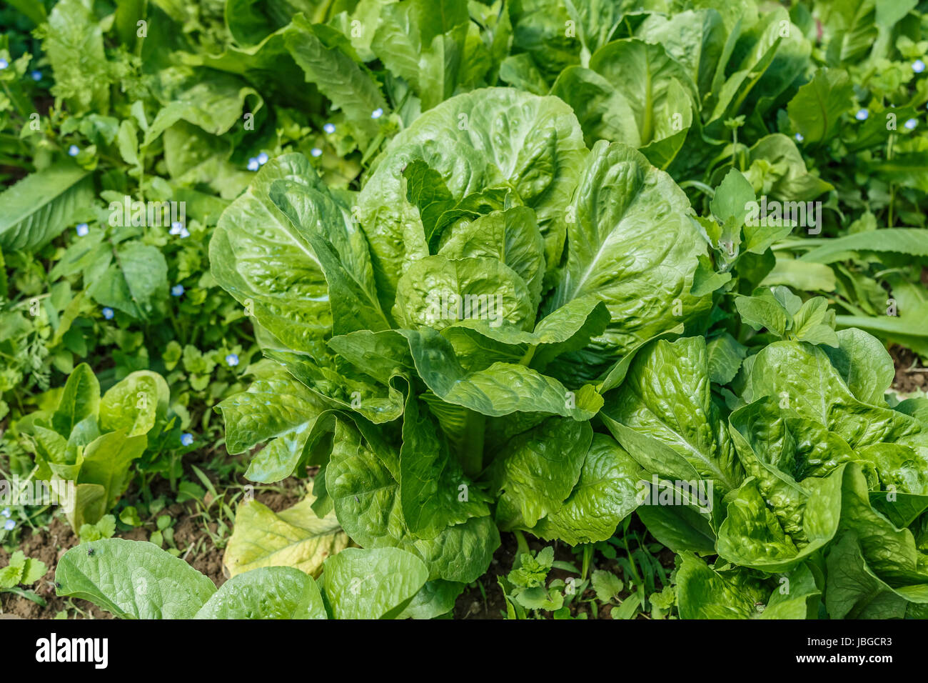 Green lettuce plants in growth at field (lettuce farm Stock Photo - Alamy