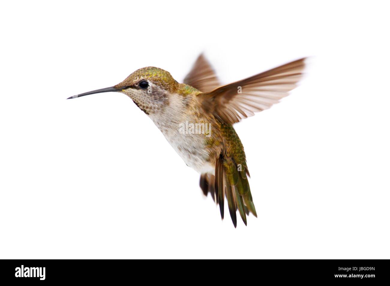 Allens Hummingbird (Selasphorus sasin) in flight with a white ...