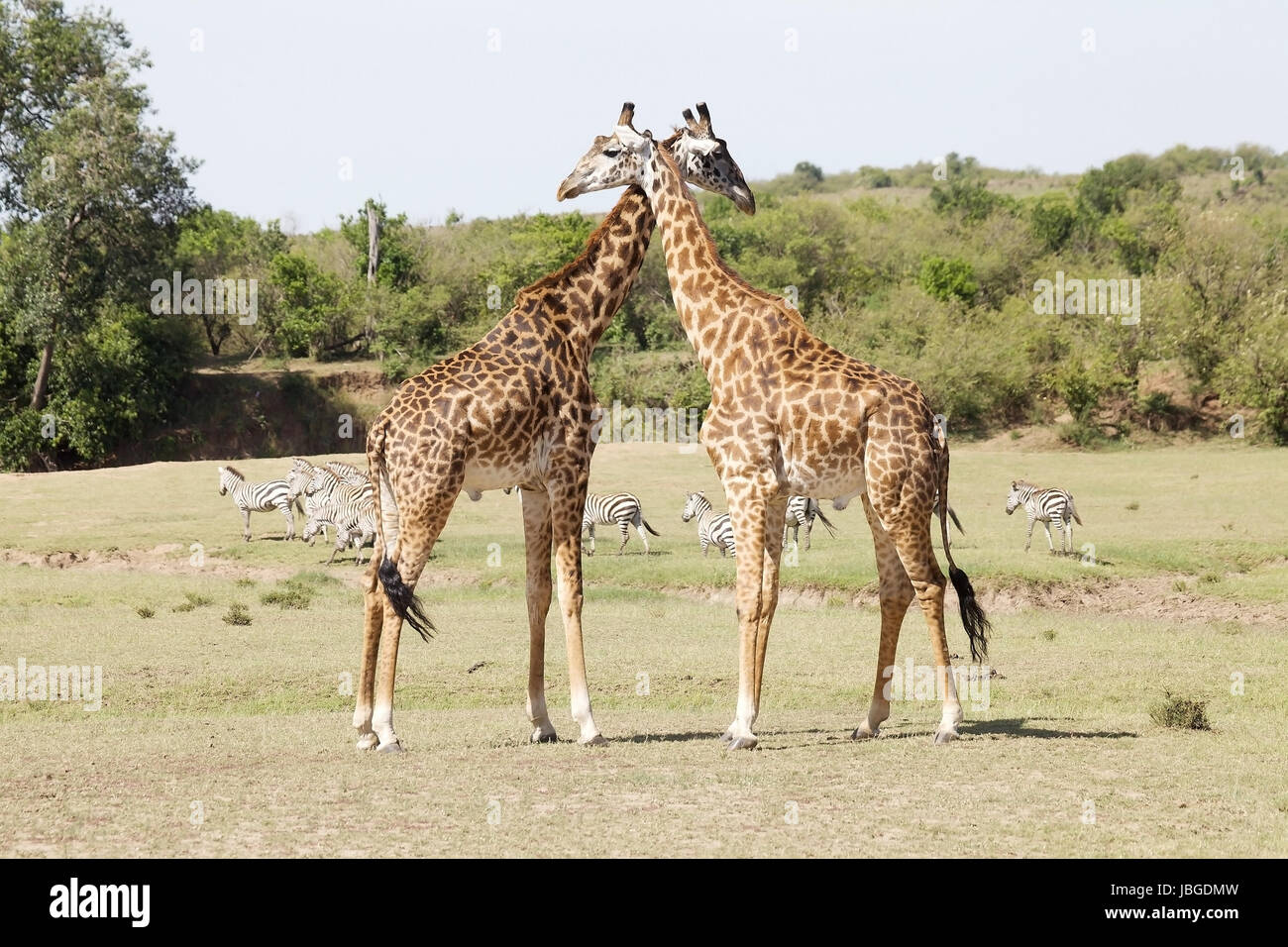 Two giraffes (Giraffa camelopardalis). Animal in the wild Stock Photo ...
