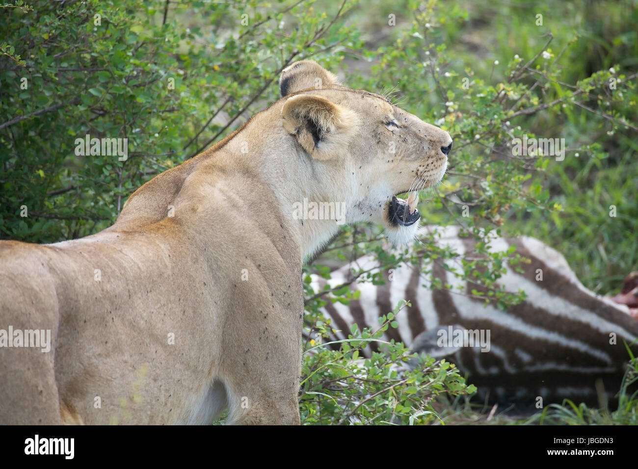 Lioness hunt zebra hi-res stock photography and images - Alamy