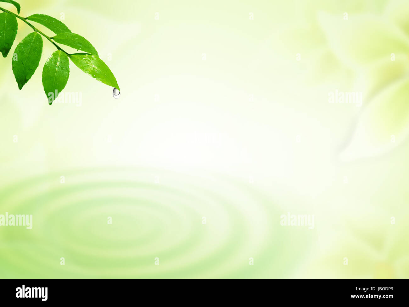 Leaves and water drop with nature background Stock Photo - Alamy