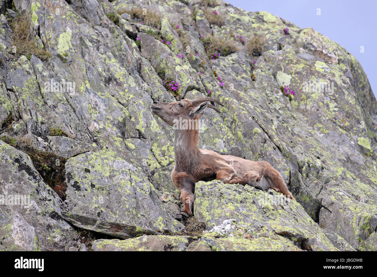 Ibex on edge hi-res stock photography and images - Alamy