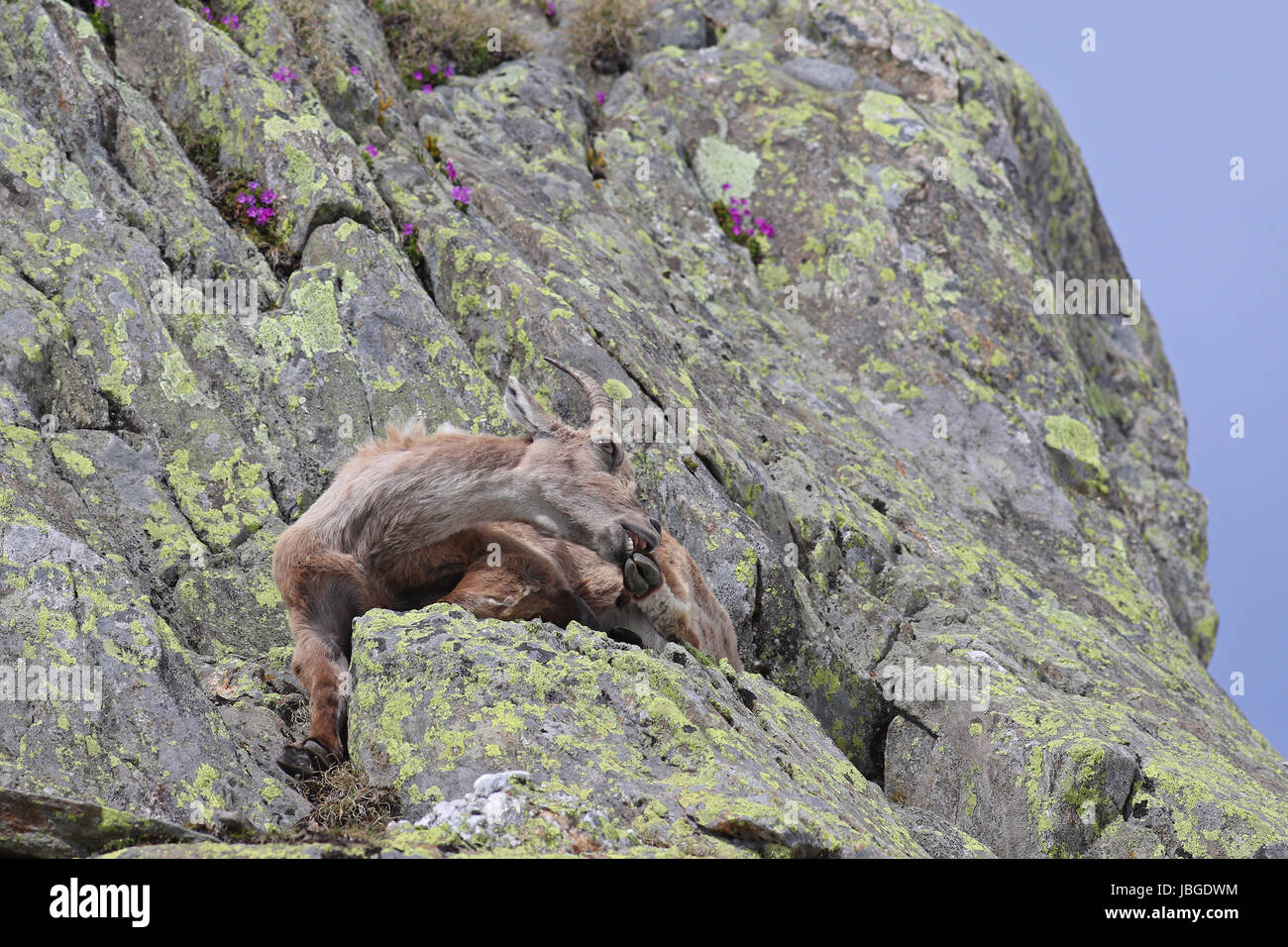 Ibex, Capra Ibex, laying on high mountain cliffs biting its hoofs with ...