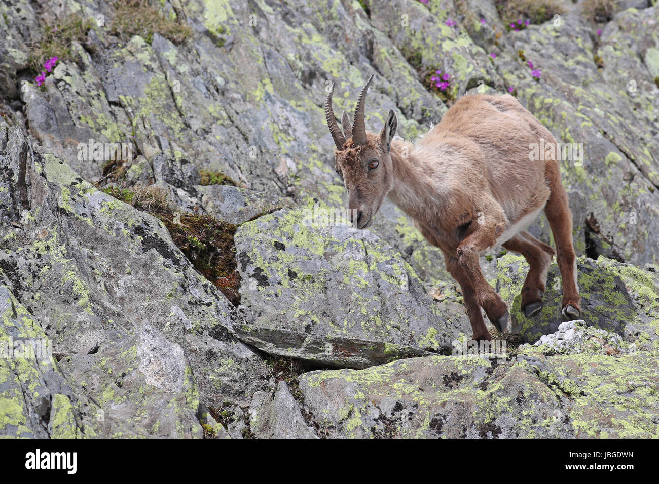 Alpine ibex goat climbing hi-res stock photography and images - Alamy