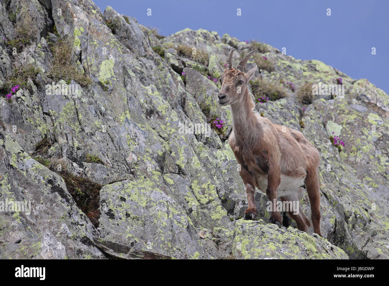 Alpine ibex goat climbing hi-res stock photography and images - Alamy