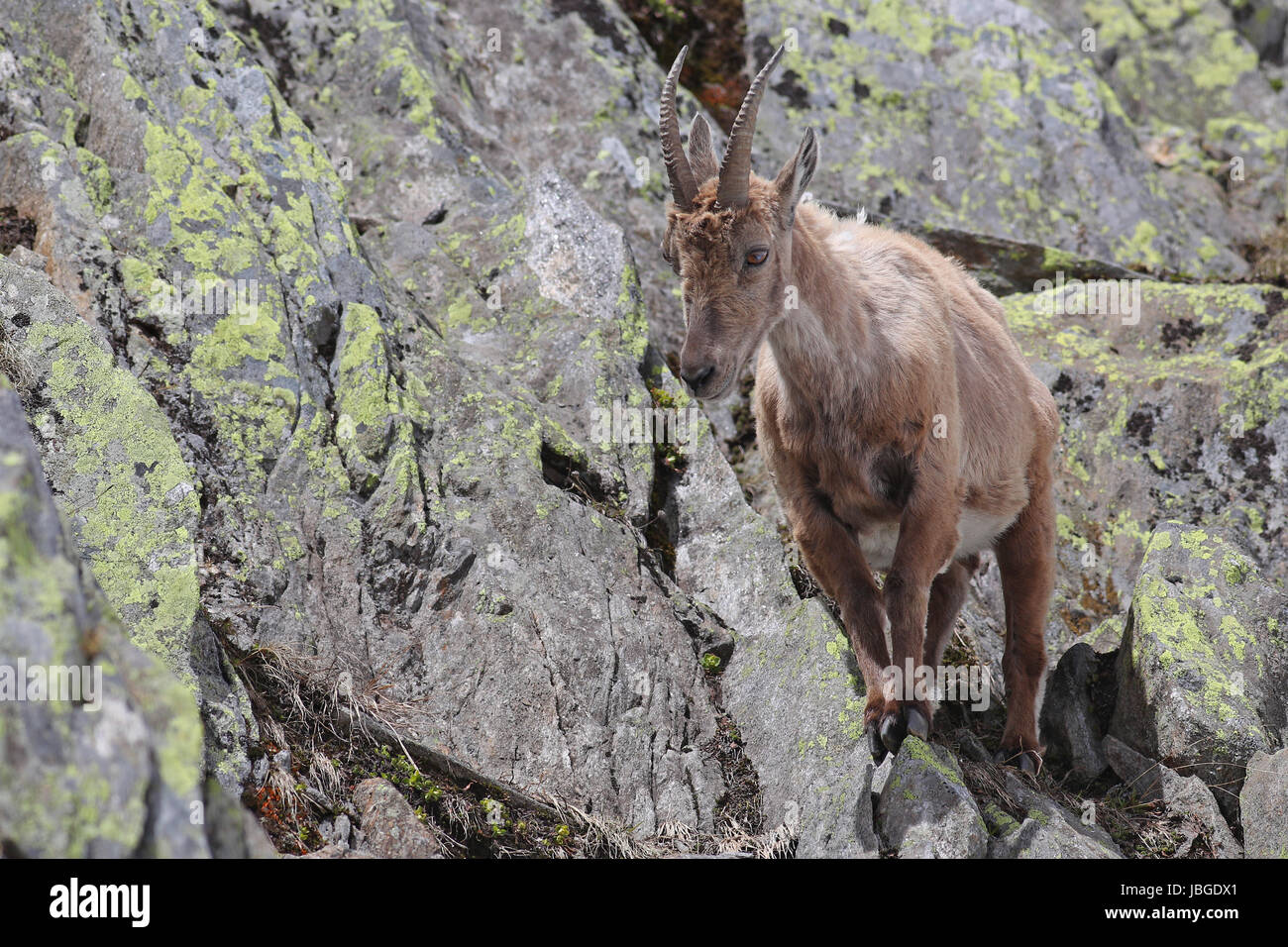 Alpine ibex goat climbing hi-res stock photography and images - Alamy