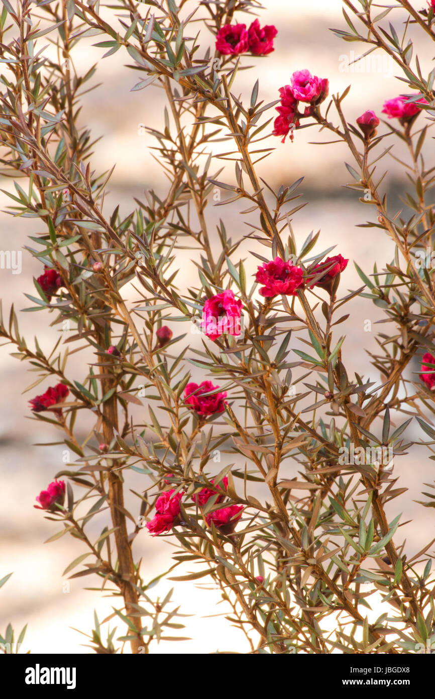 Manuka Tree High Resolution Stock Photography and Images - Alamy