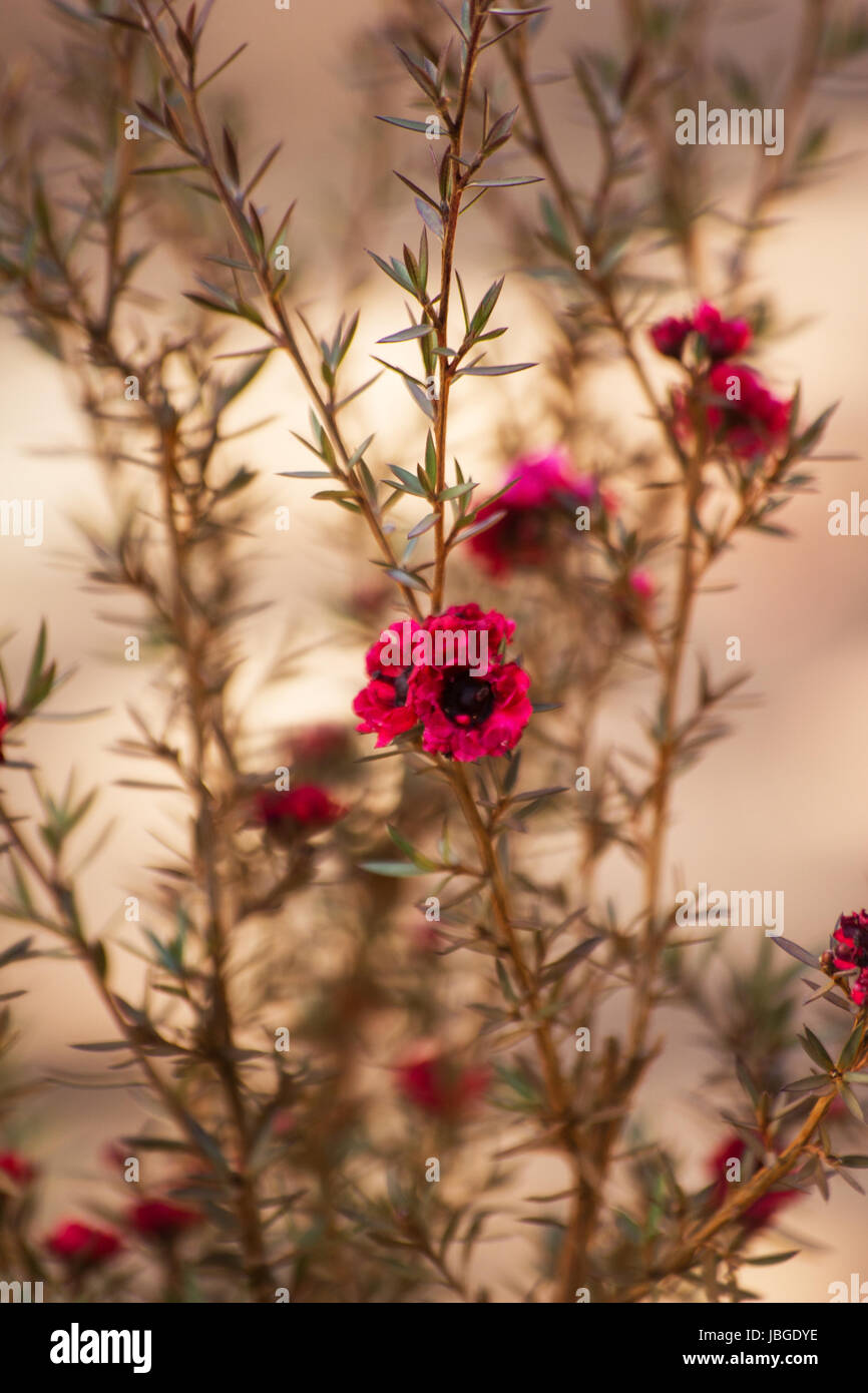 Manuka plant in bloom Stock Photo - Alamy