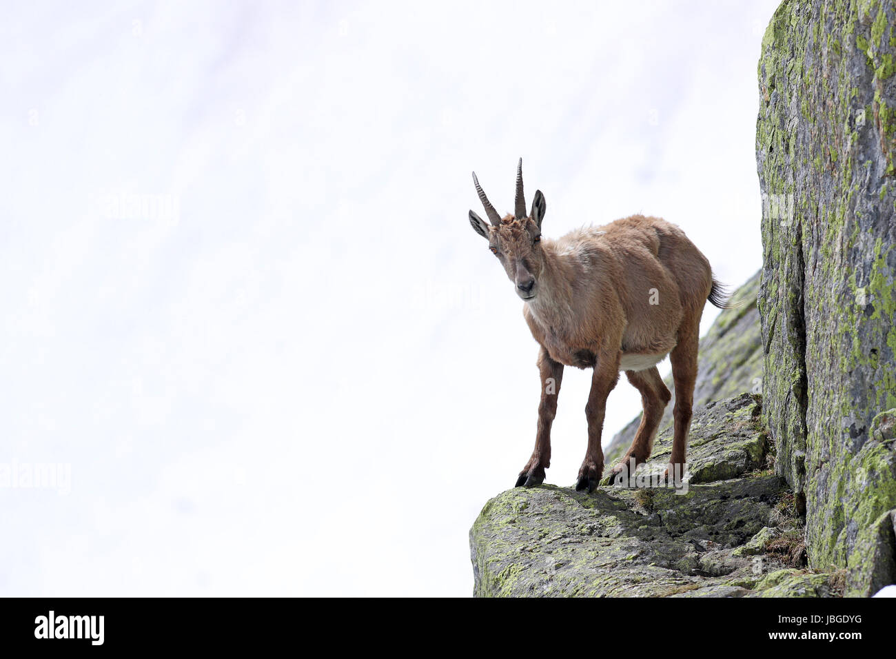 Capra mountain goat hi-res stock photography and images - Alamy