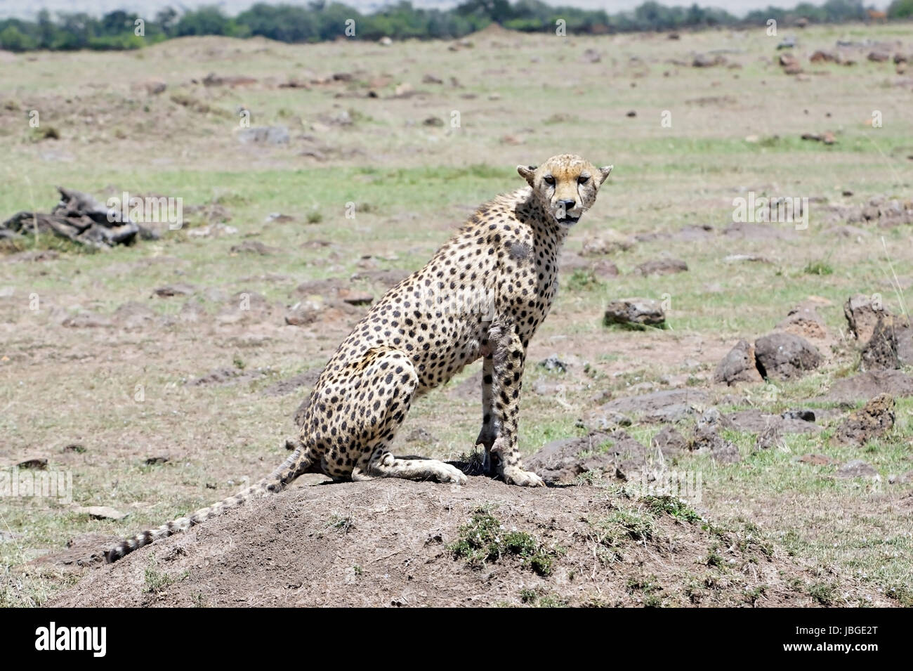 Cheetah (Acinonyx jubatus). Animal in the wild Stock Photo - Alamy