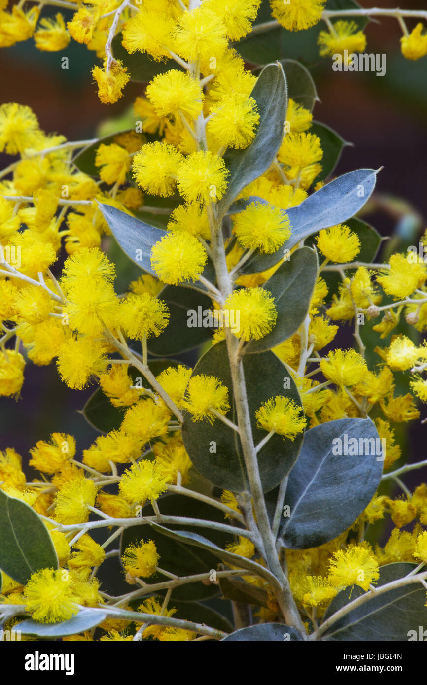 Acacia podalyriifolia hi-res stock photography and images - Alamy