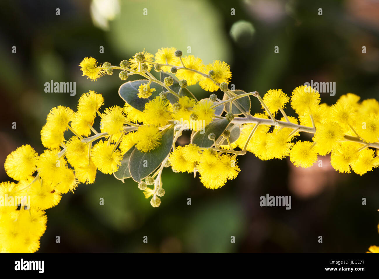 Acacia podalyriifolia hi-res stock photography and images - Alamy