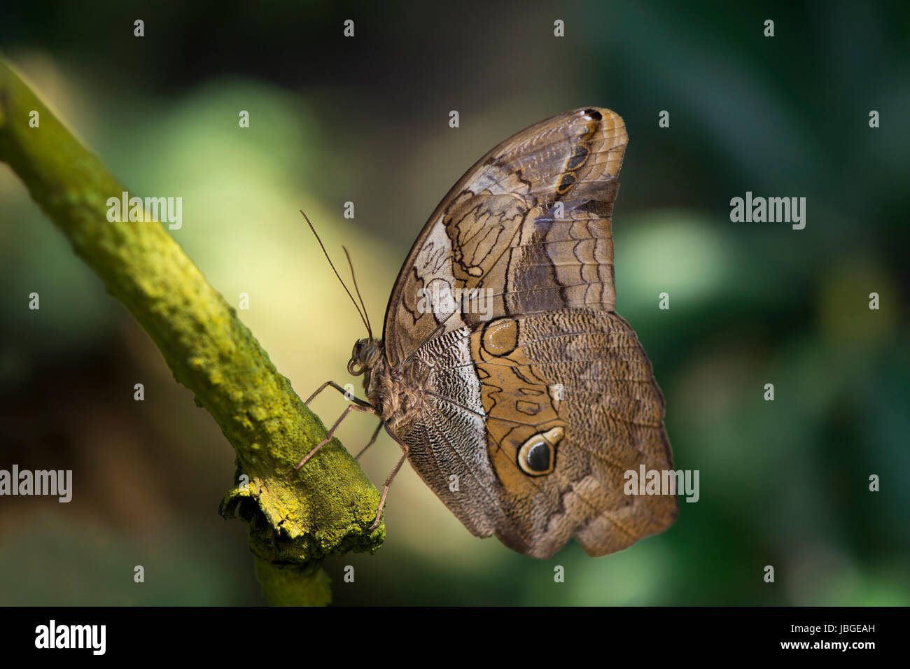 Insect moth organ hi-res stock photography and images - Alamy