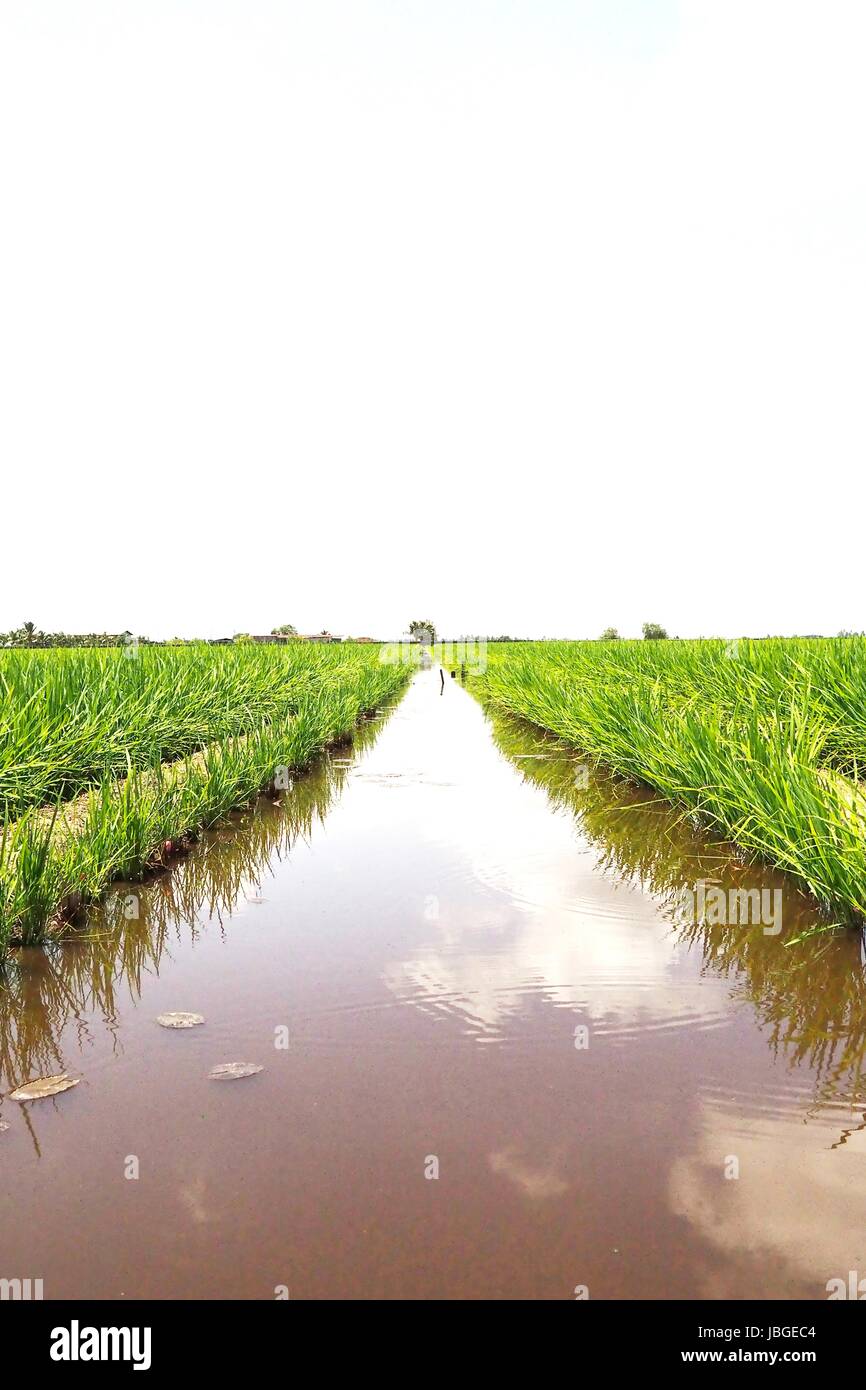 Canal in a paddy field hi-res stock photography and images - Alamy