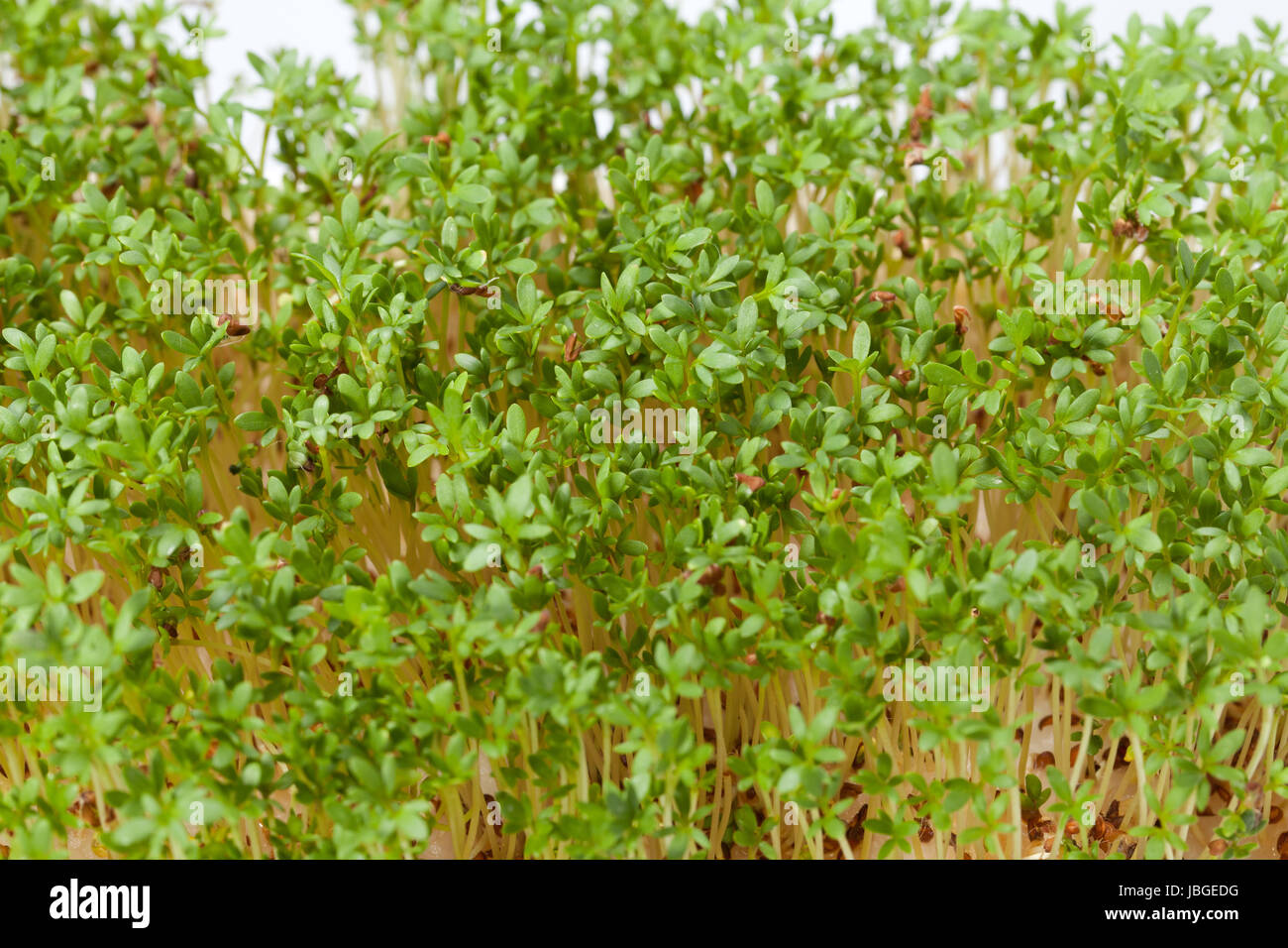 Cress seedlings isolated on white background Stock Photo - Alamy