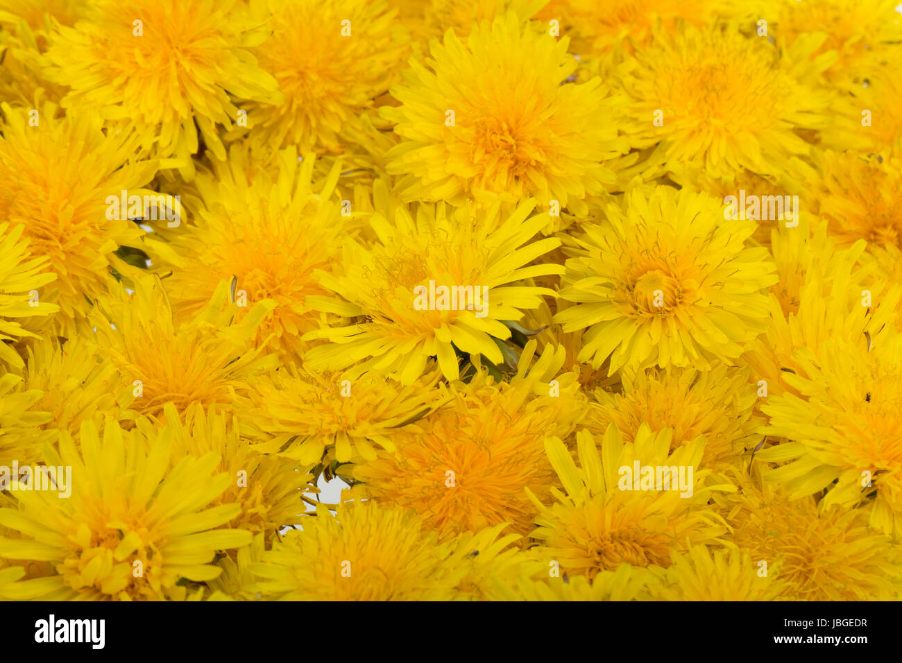 beautiful yellow flower of Dandelion Stock Photo - Alamy