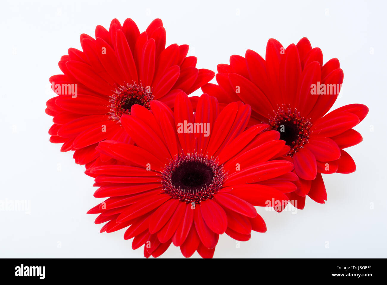 red gerbera daisy flower Stock Photo - Alamy