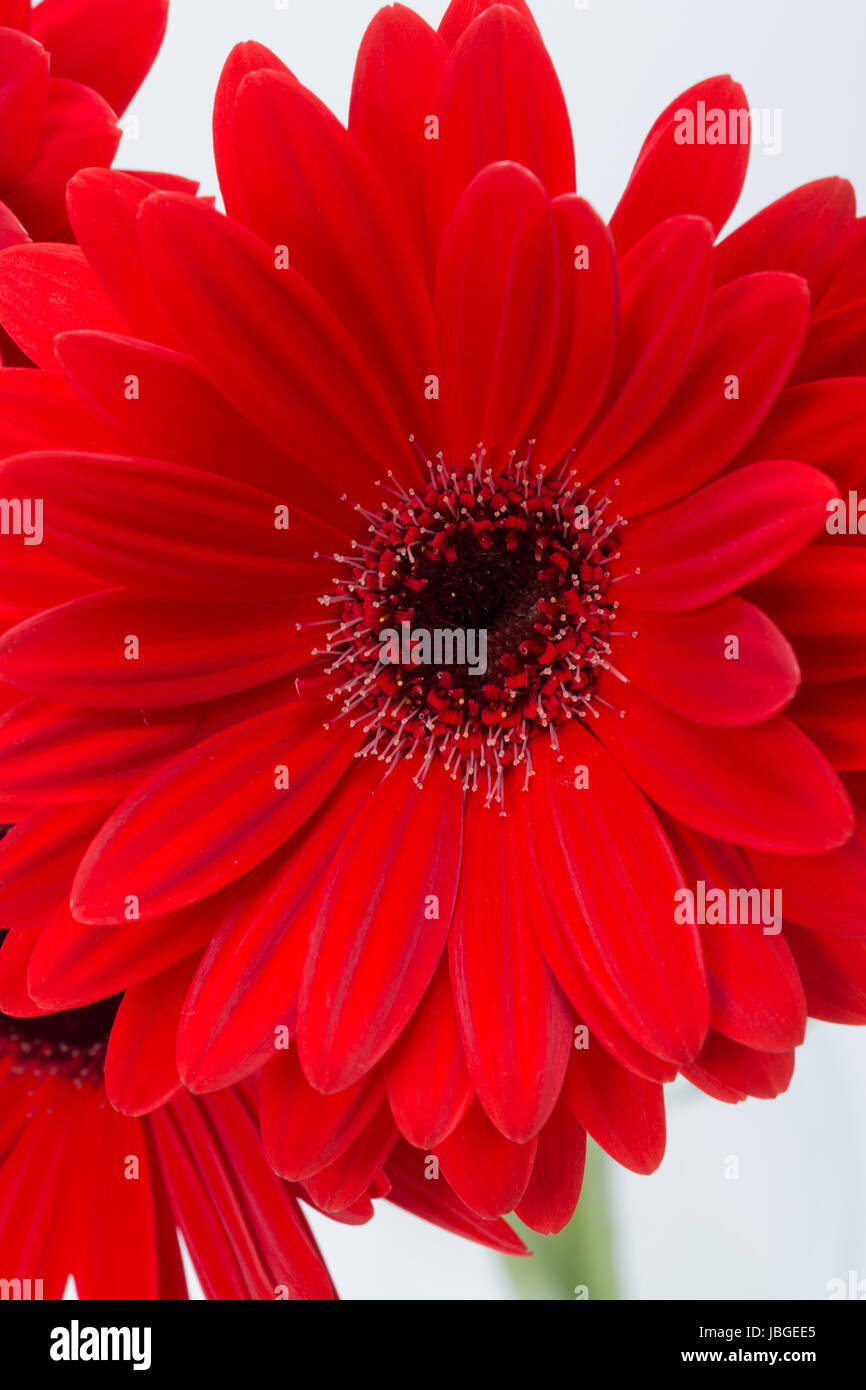 red gerbera daisy flower Stock Photo - Alamy