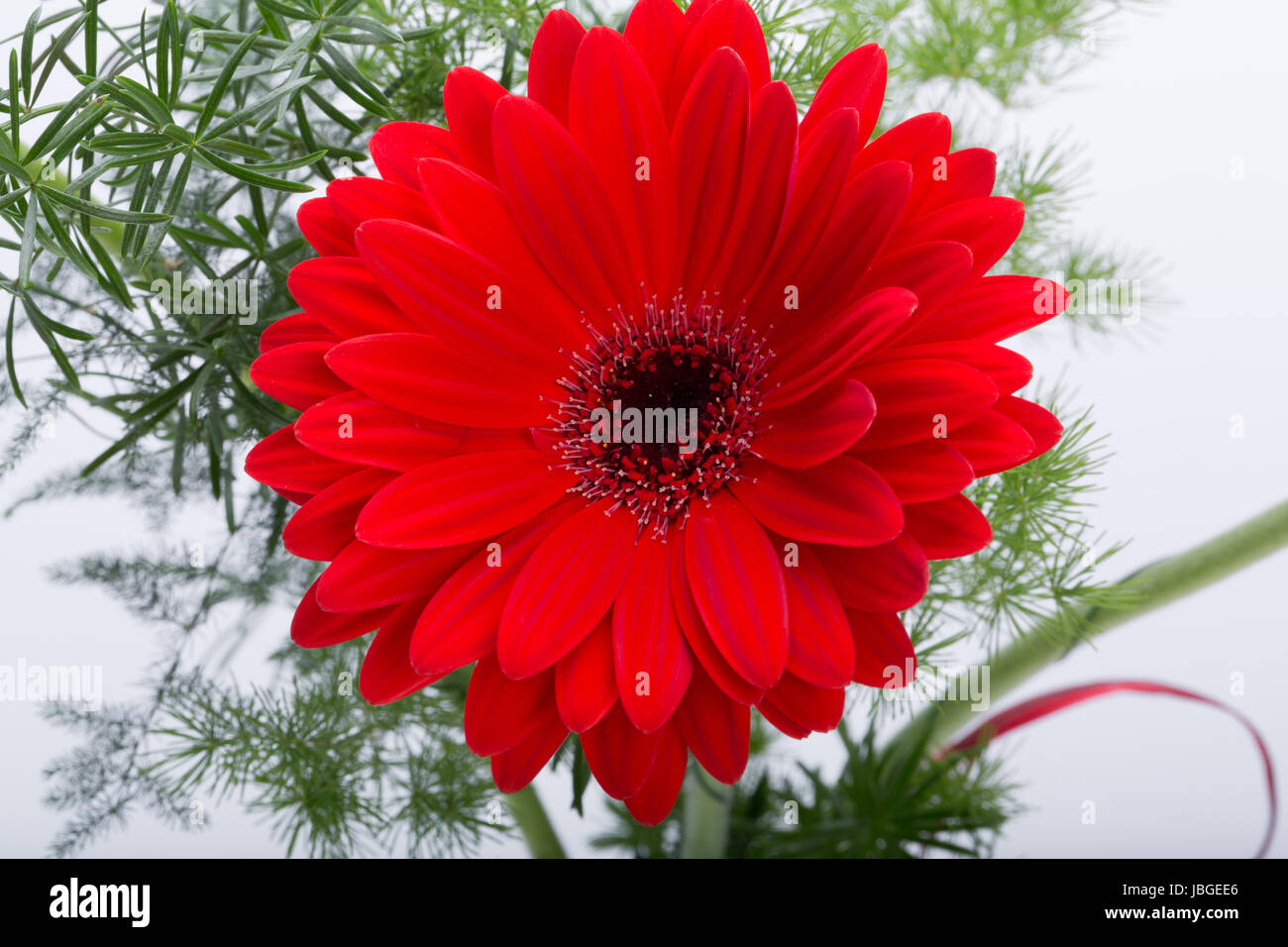 red gerbera daisy flower Stock Photo - Alamy