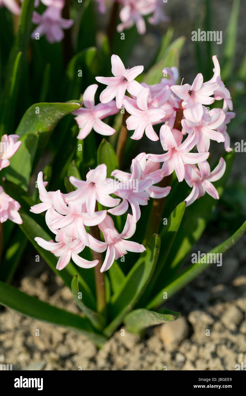 Pink hyacinths in the garden Stock Photo - Alamy