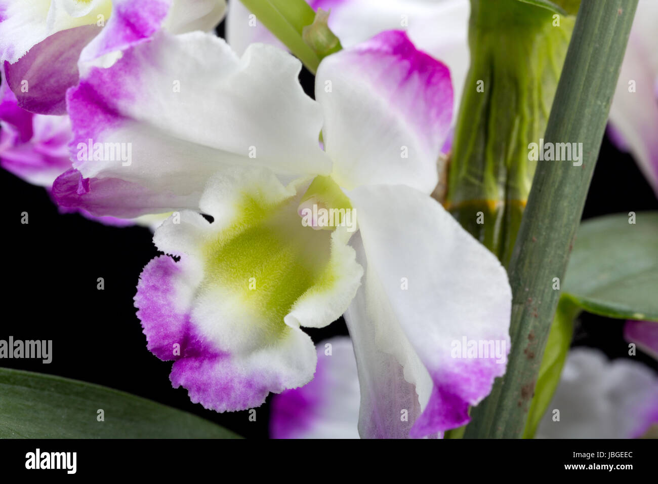 Dendrobium Orchid hybrids. Isolated on black Stock Photo - Alamy