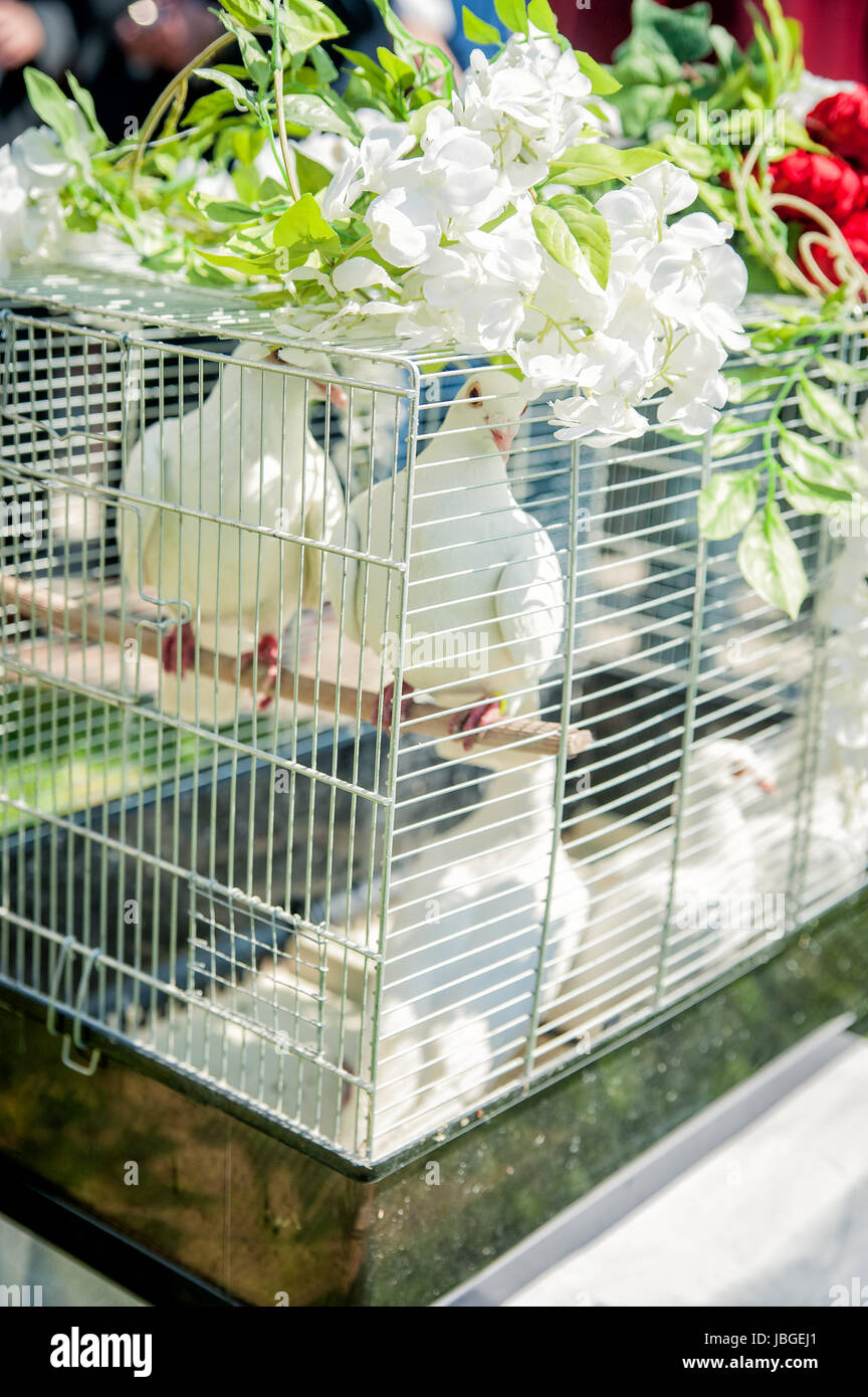 Caged doves on a wedding celebration Stock Photo - Alamy
