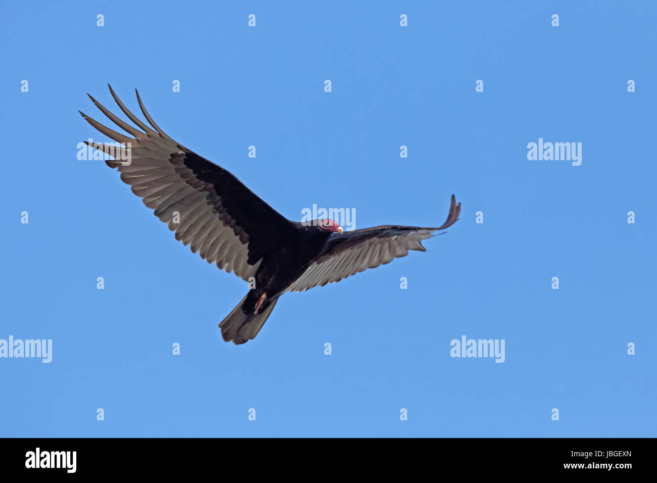 Neuweltgeier hi-res stock photography and images - Alamy