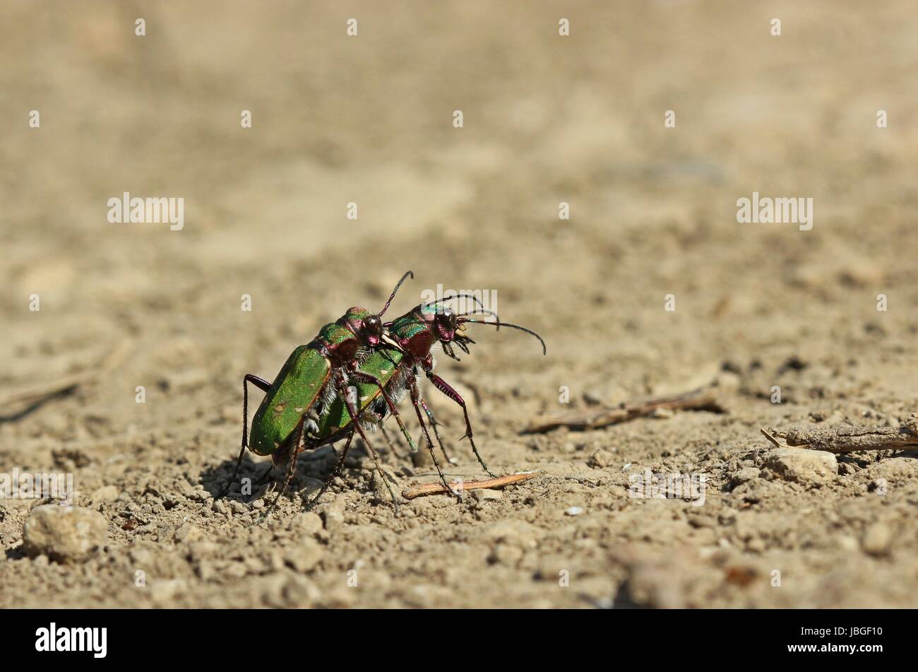 field sand stalker (cicindela campestris) mating Stock Photo - Alamy