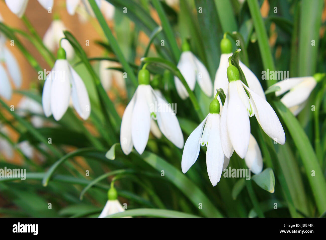 Some snowdrop species are threatened in their wild habitats, and in ...