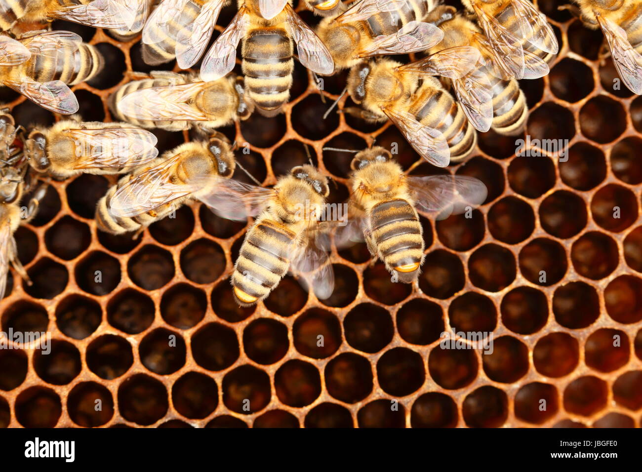 Honigwabe High Resolution Stock Photography and Images - Alamy