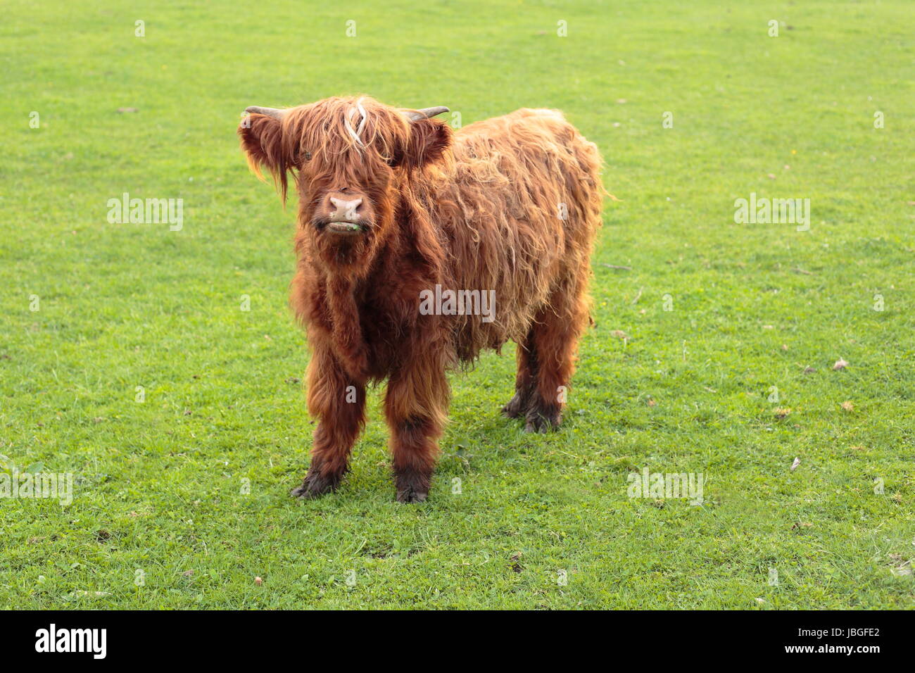 Kuh witzig hi-res stock photography and images - Alamy