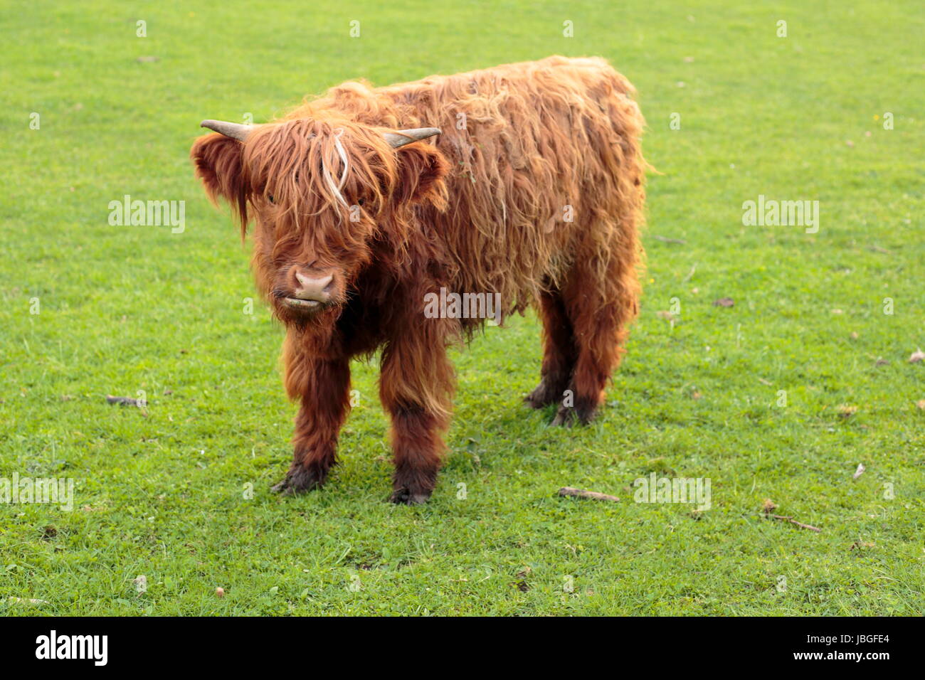 Kuh detail hi-res stock photography and images - Alamy