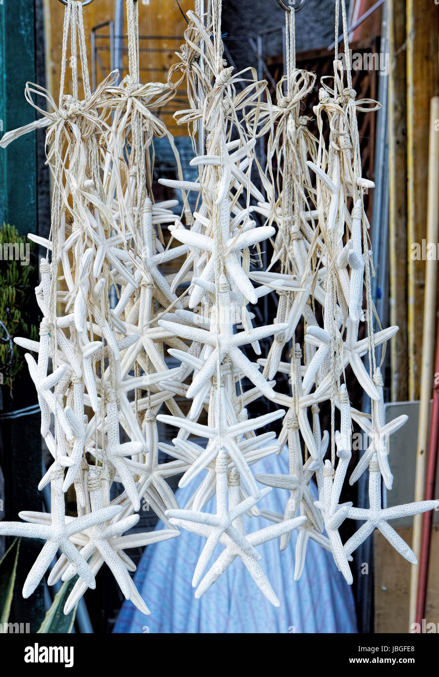 Spiky sea shell hi-res stock photography and images - Alamy