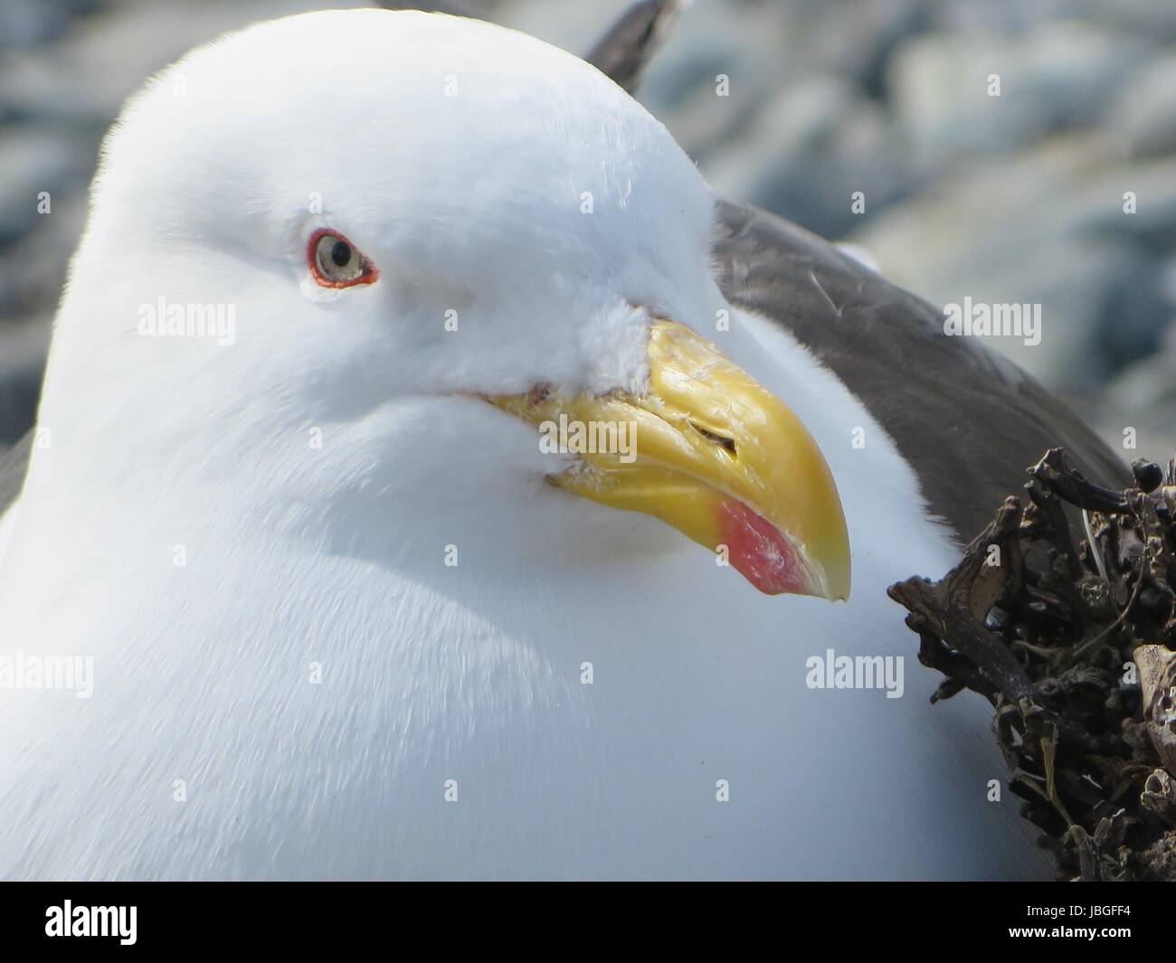 Dangerous beaks hi-res stock photography and images - Alamy