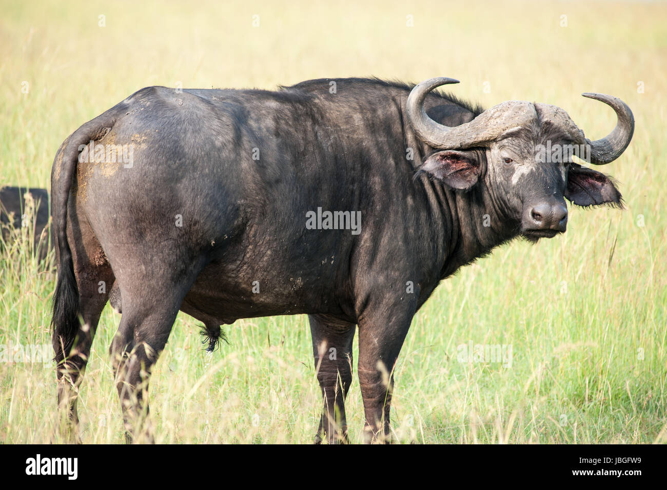 big buffalo in the savannah of africa Stock Photo - Alamy