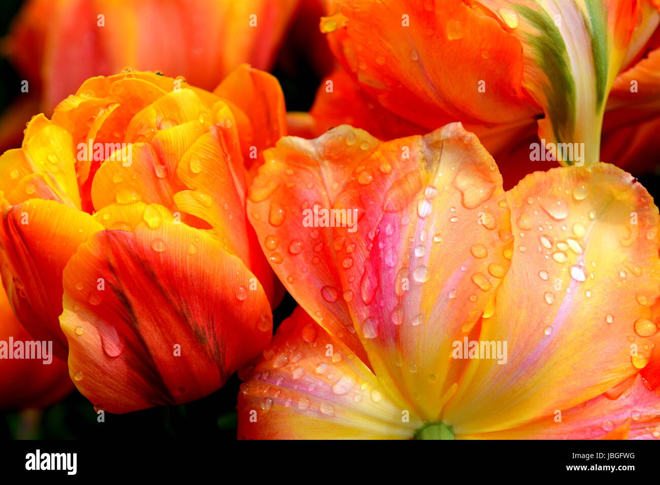 Intensely romantic hi-res stock photography and images - Alamy